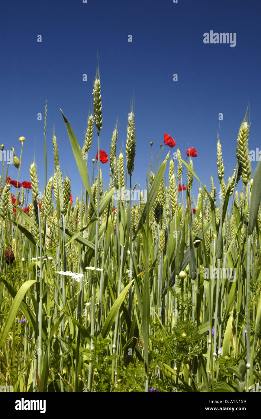 corn poppy in blossom, crops Stock Photo - Alamy