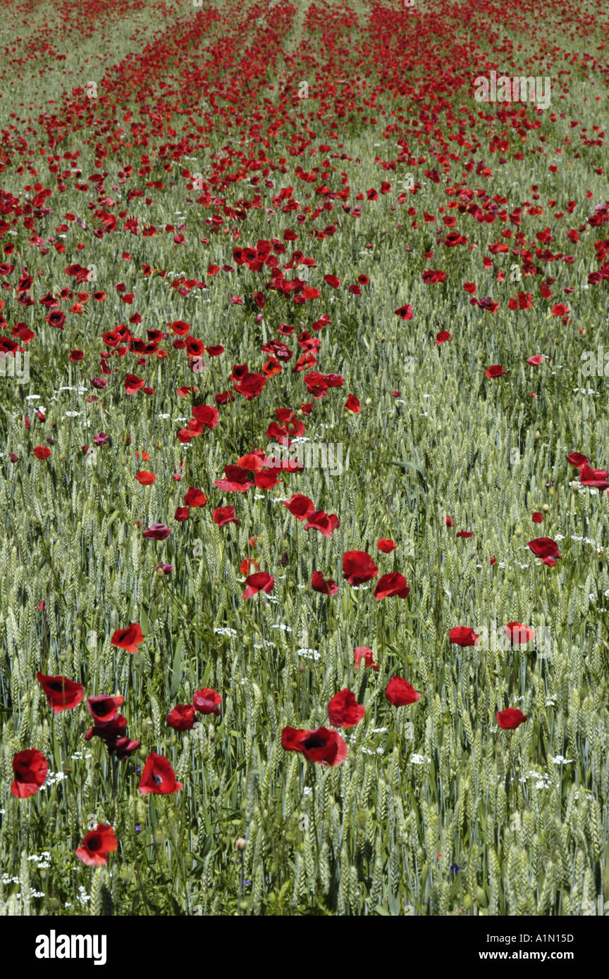 corn poppy in blossom Stock Photo - Alamy