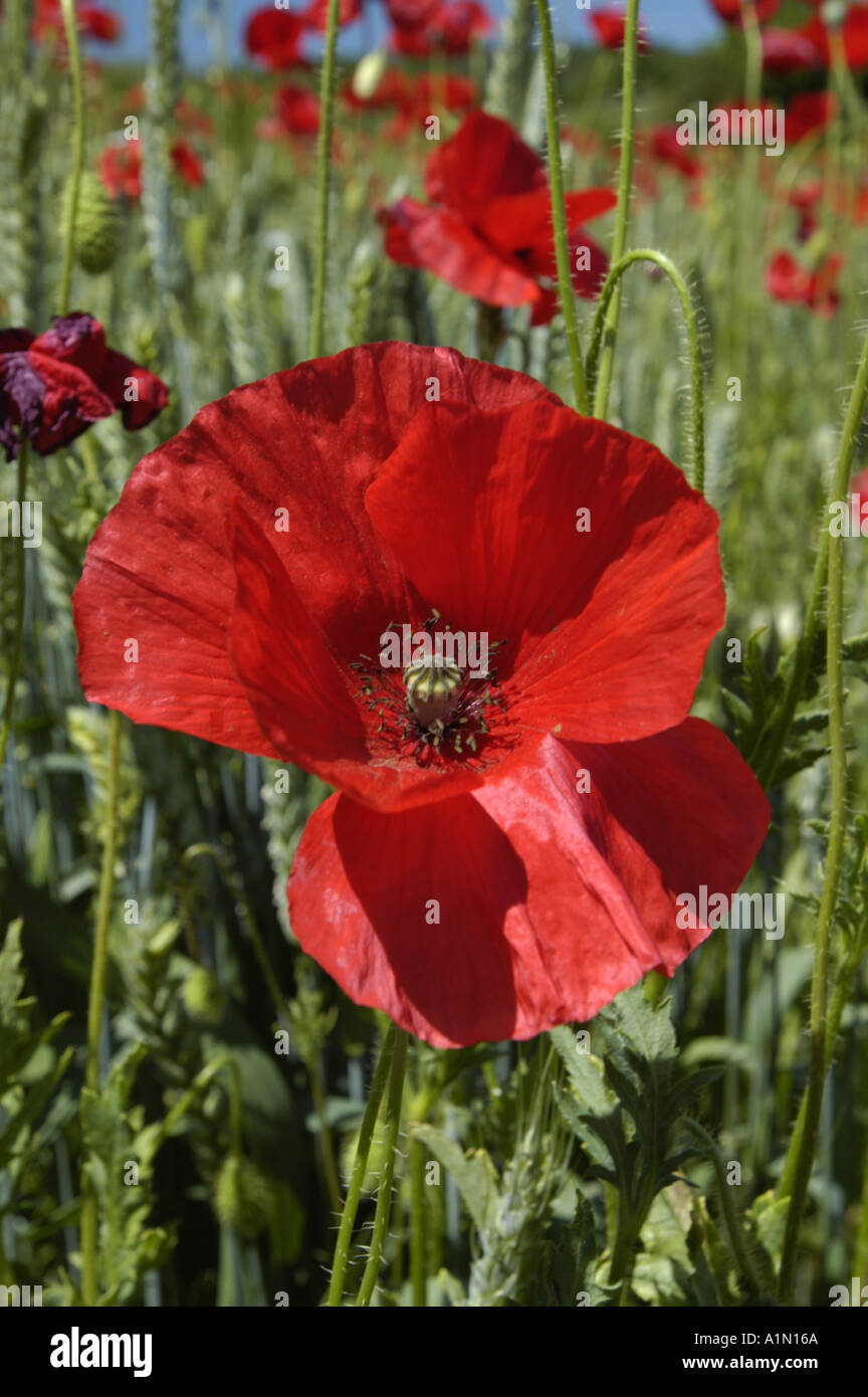 corn poppy in blossom Stock Photo - Alamy