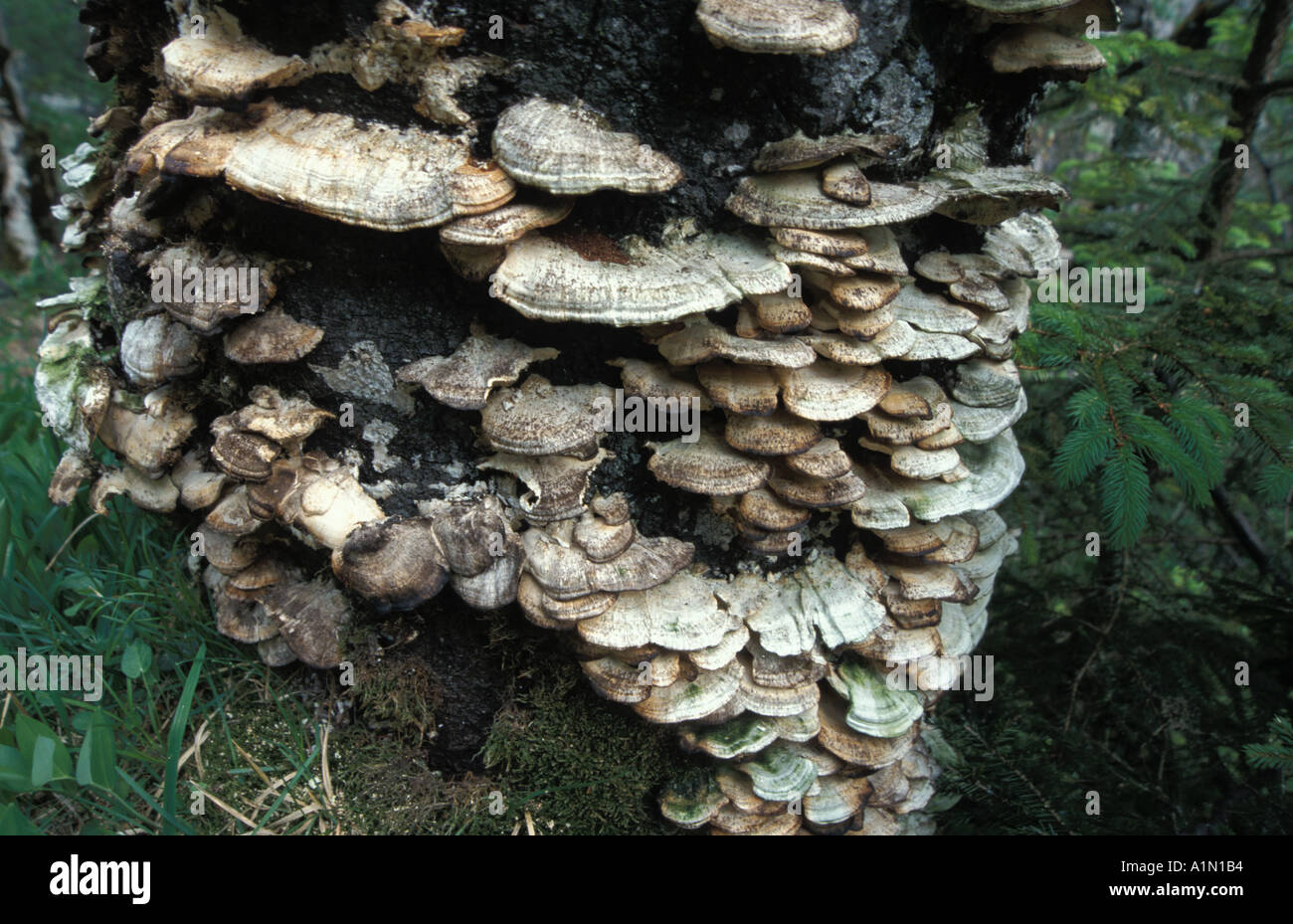 fungi on tree Stock Photo - Alamy