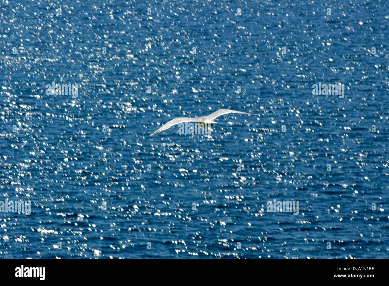 Feet above the water surface hi-res stock photography and images - Alamy