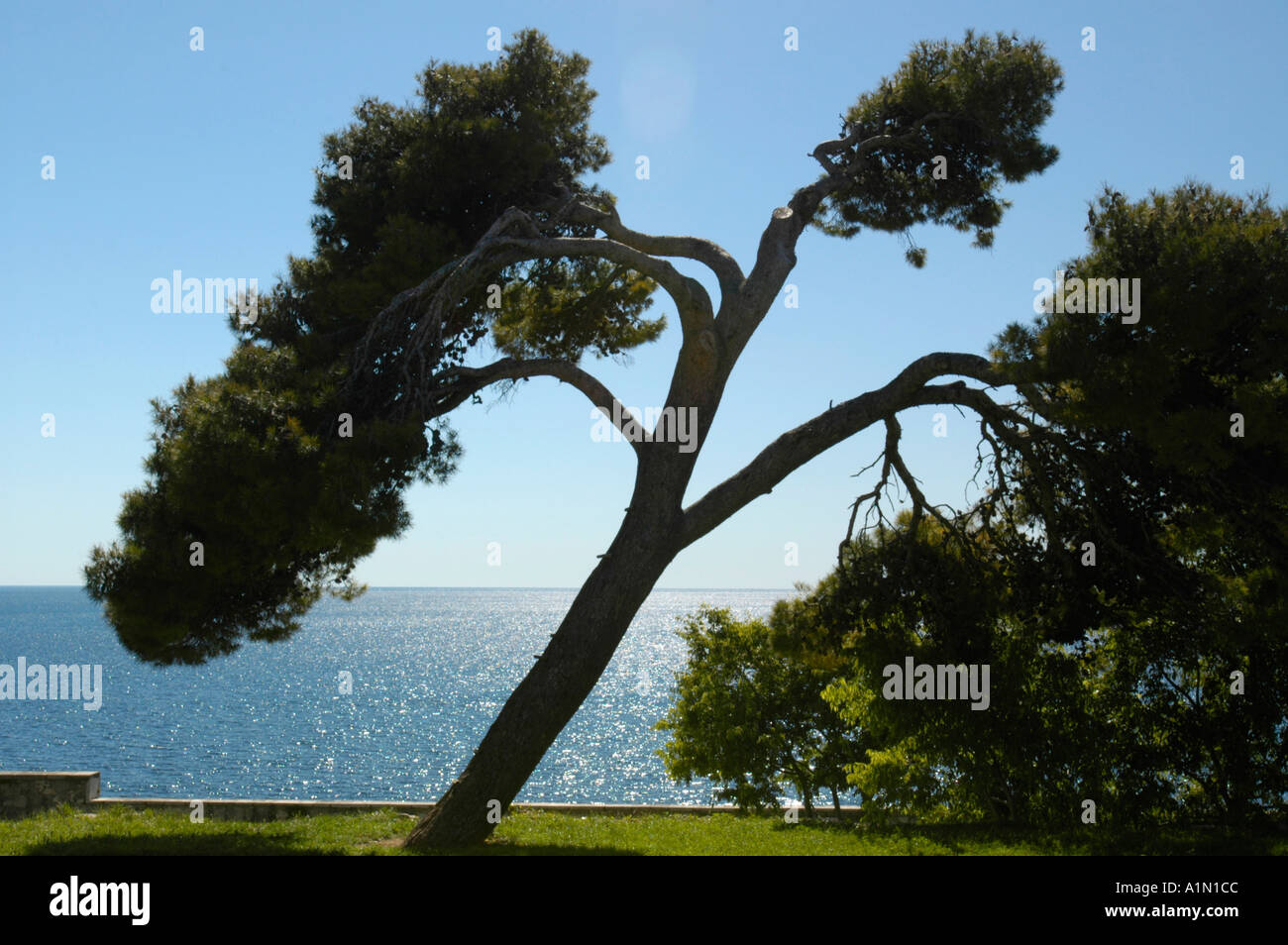 Far tree hi-res stock photography and images - Alamy