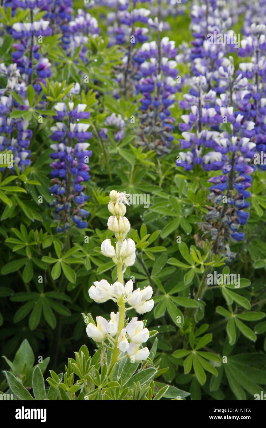 Lupine Cordova Chugach National Forest Alaska Stock Photo - Alamy