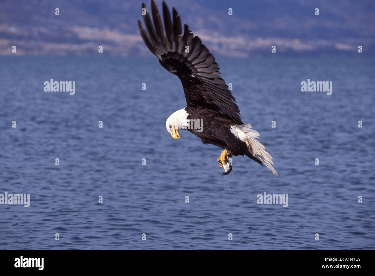 bald eagle Haliaeetus leucocephalus in flight with a fish in its talons ...
