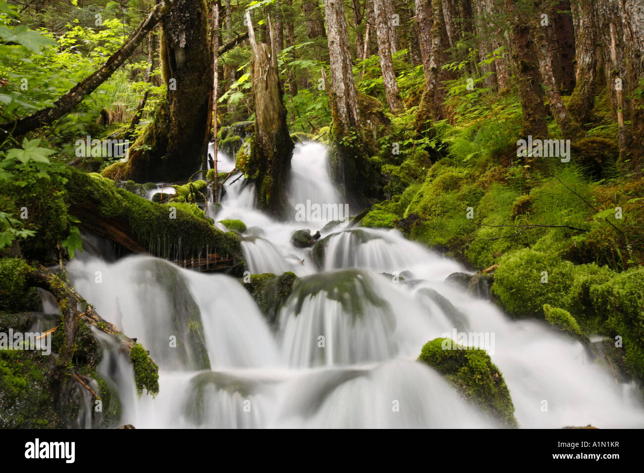 Waterfall in rainforest along Power Creek Road Cordova Chugach National ...