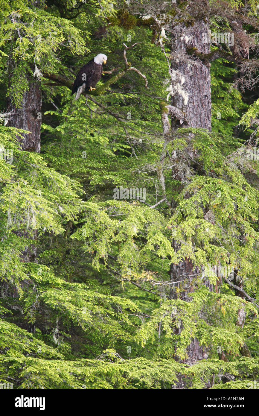 Temperate rain forest cordova, alaska hi-res stock photography and ...