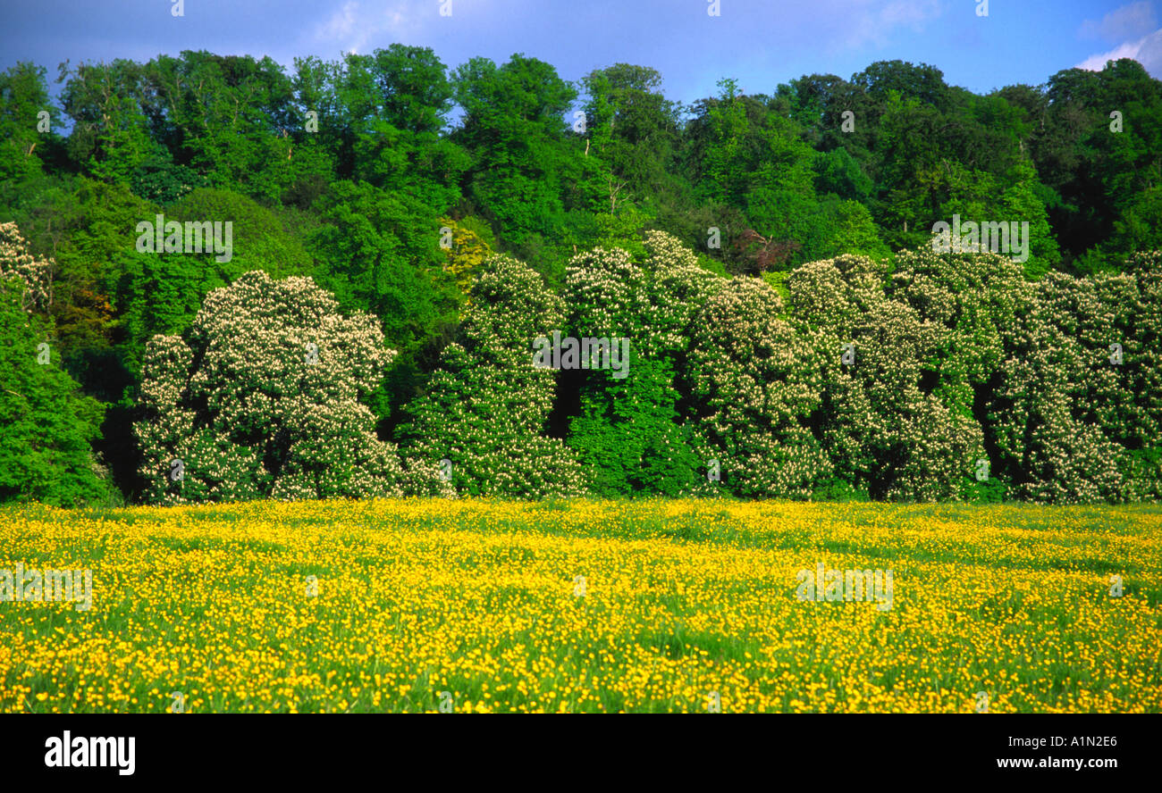 Tring park, herts hi-res stock photography and images - Alamy