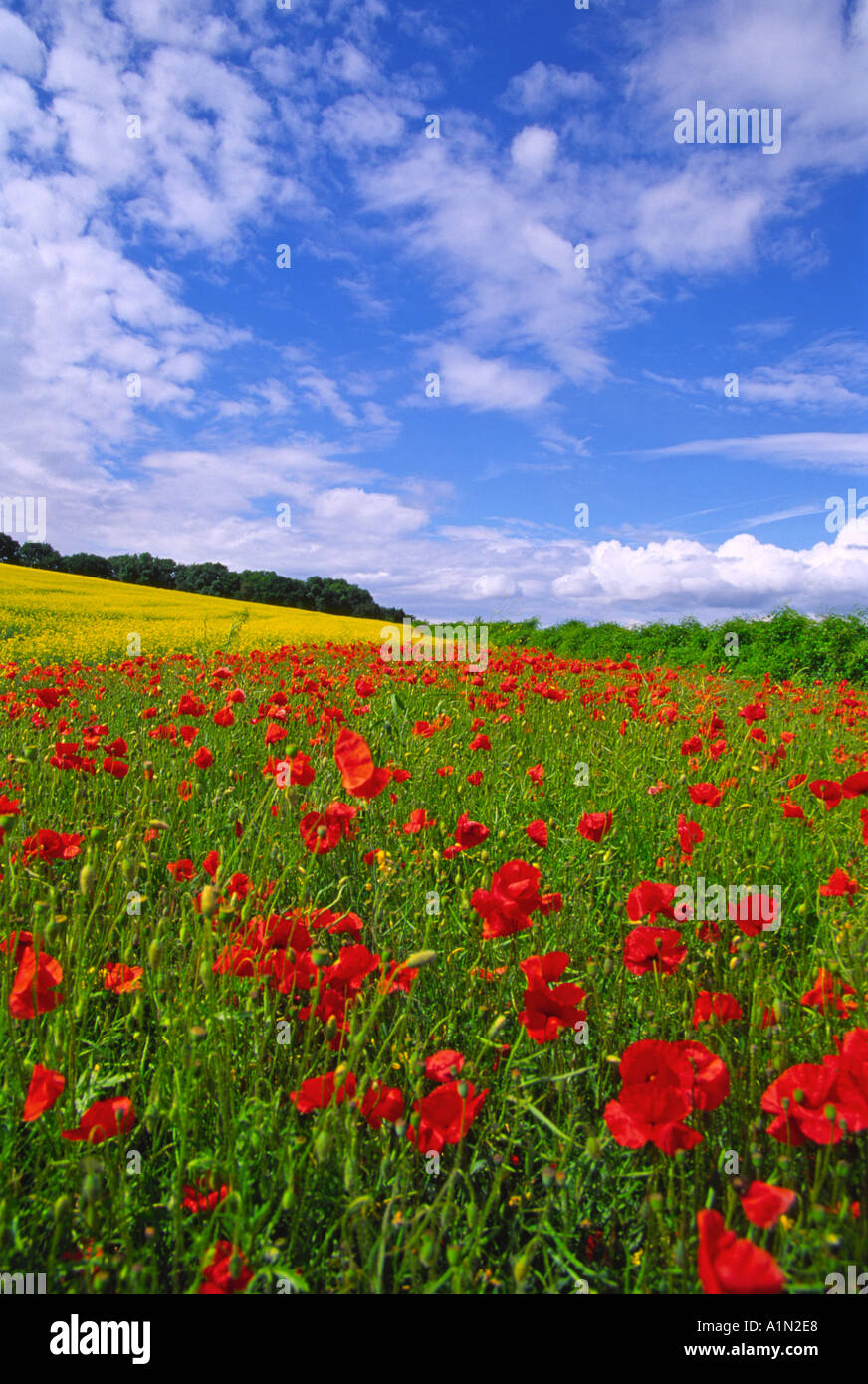 English poppy papaver field portrait hi-res stock photography and ...