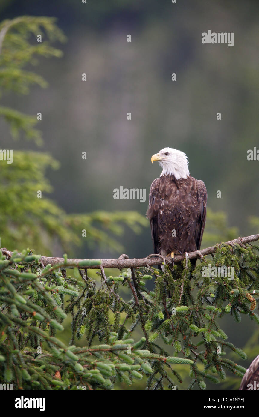 Bald Eagle Cordova Chugach National Forest Alaska Stock Photo - Alamy