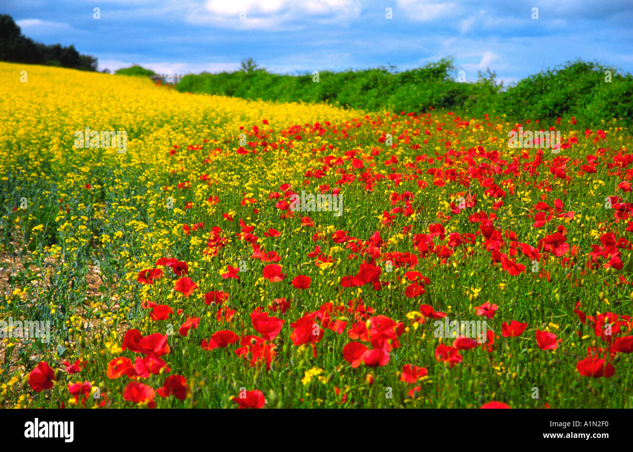 Poppy field hertfordshire hi-res stock photography and images - Alamy