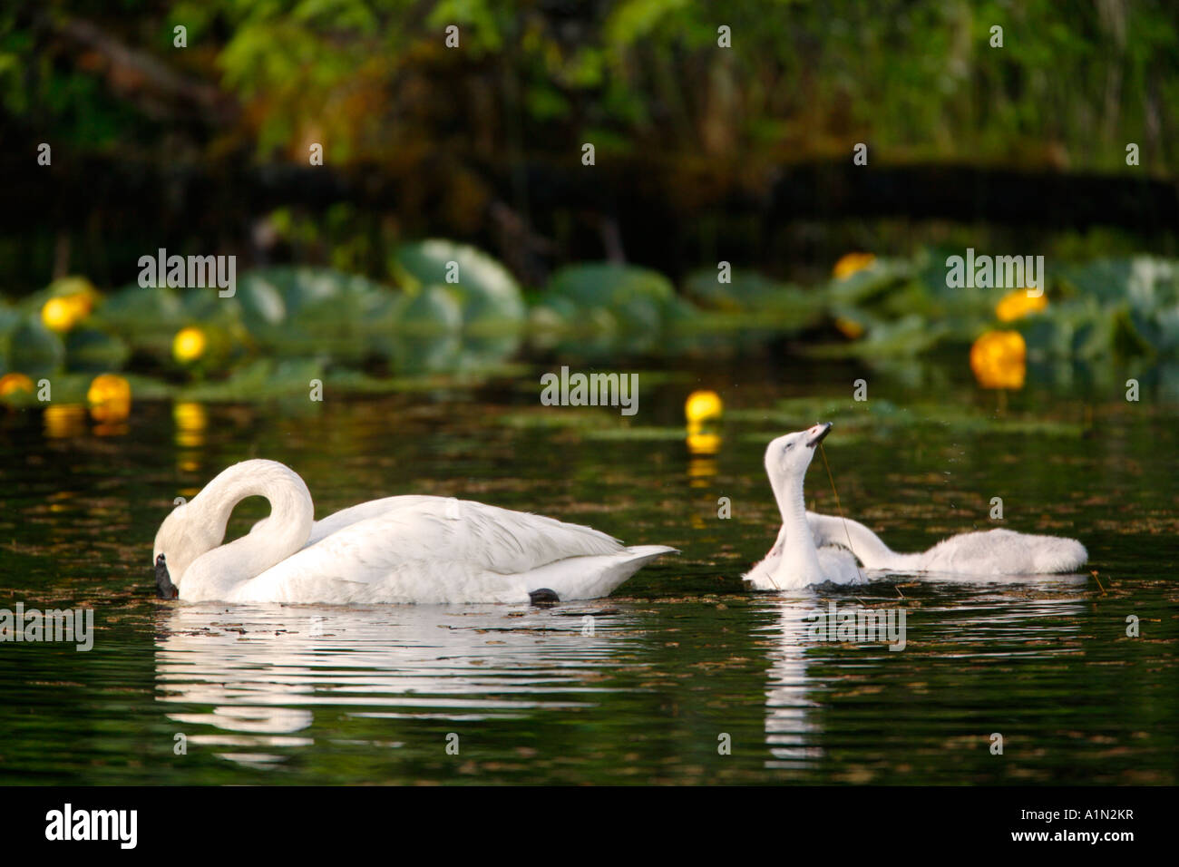 Trumpeter Swans with cygnets Copper River Delta Cordova Chugach ...
