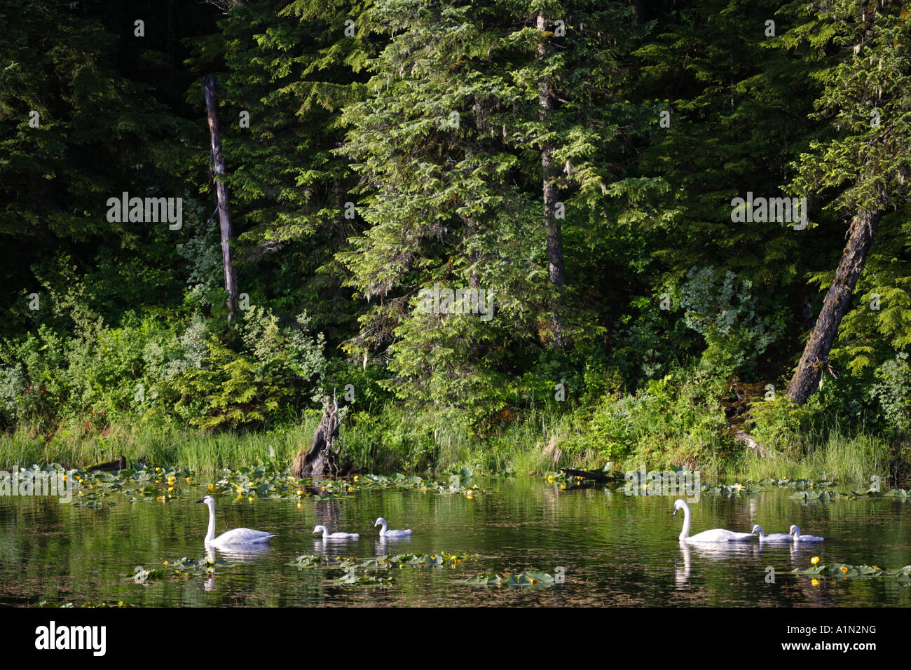 Trumpeter Swans with cygnets Copper River Delta Cordova Chugach ...