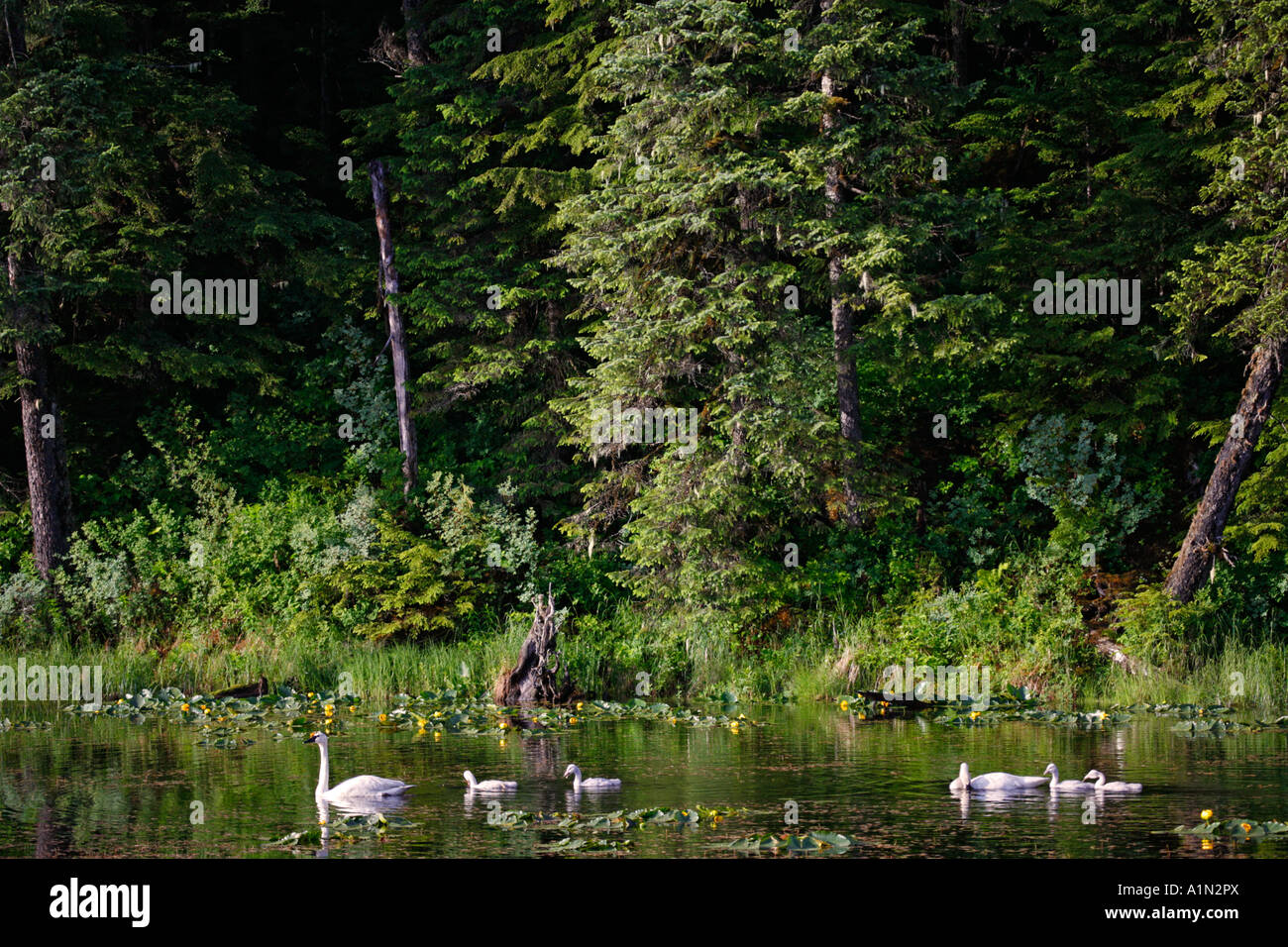 Trumpeter Swans with cygnets Copper River Delta Cordova Chugach ...