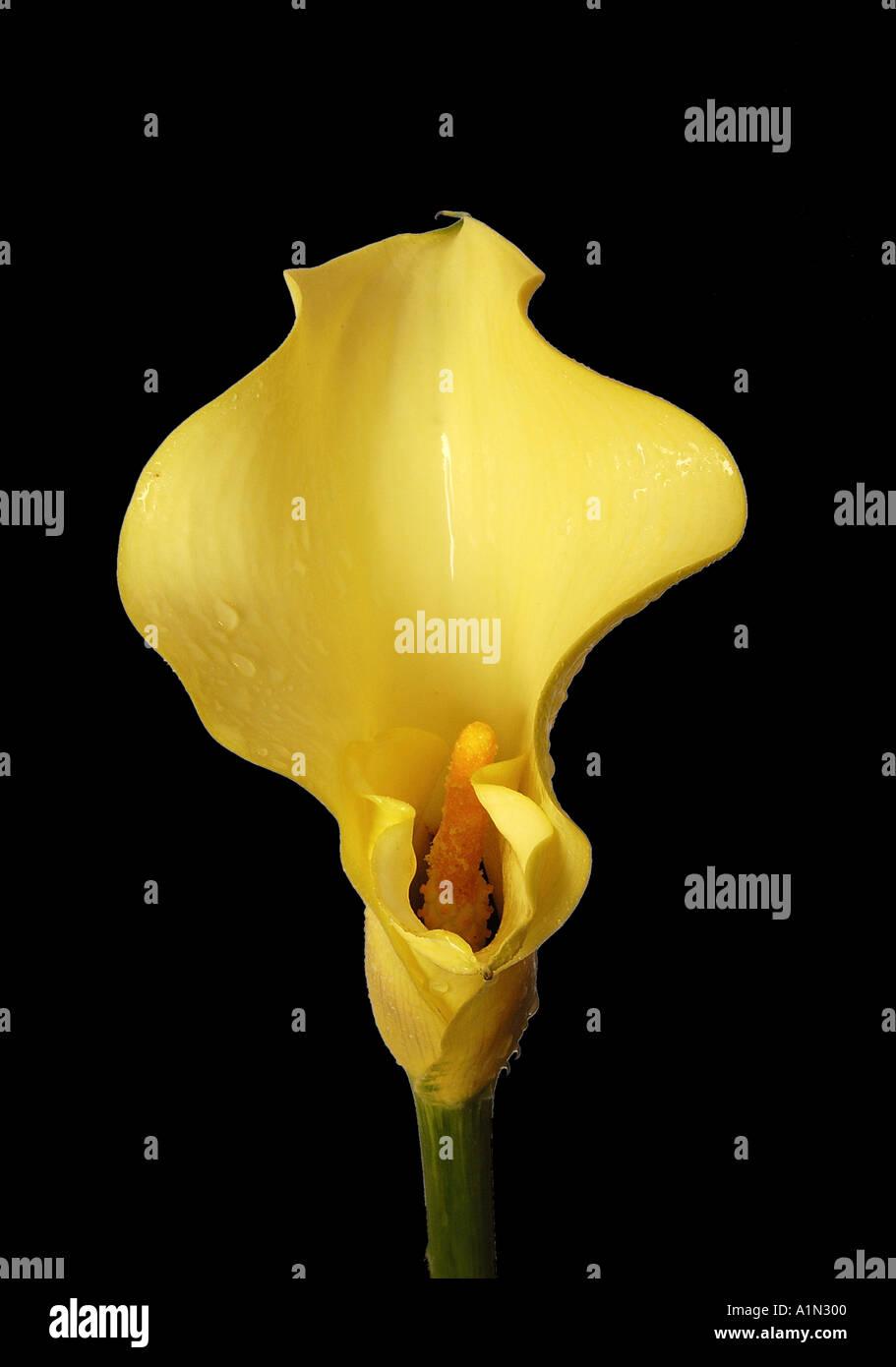 Arum Lilly yellow Stock Photo - Alamy