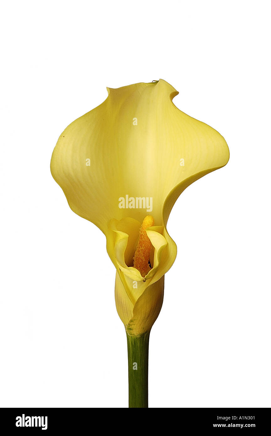 Arum Lilly yellow Stock Photo - Alamy