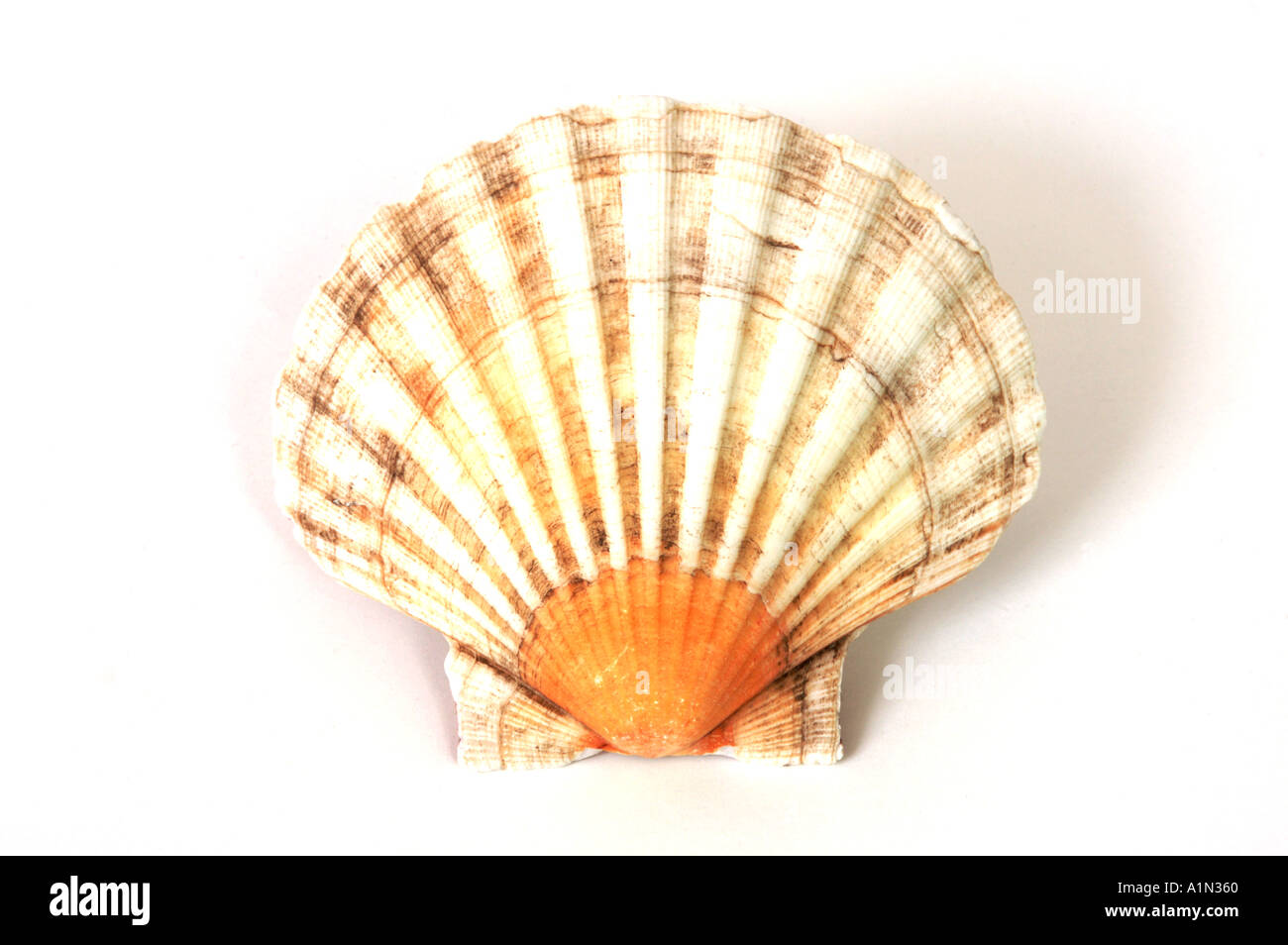 Stones and Shells Scallop Shell Stock Photo - Alamy