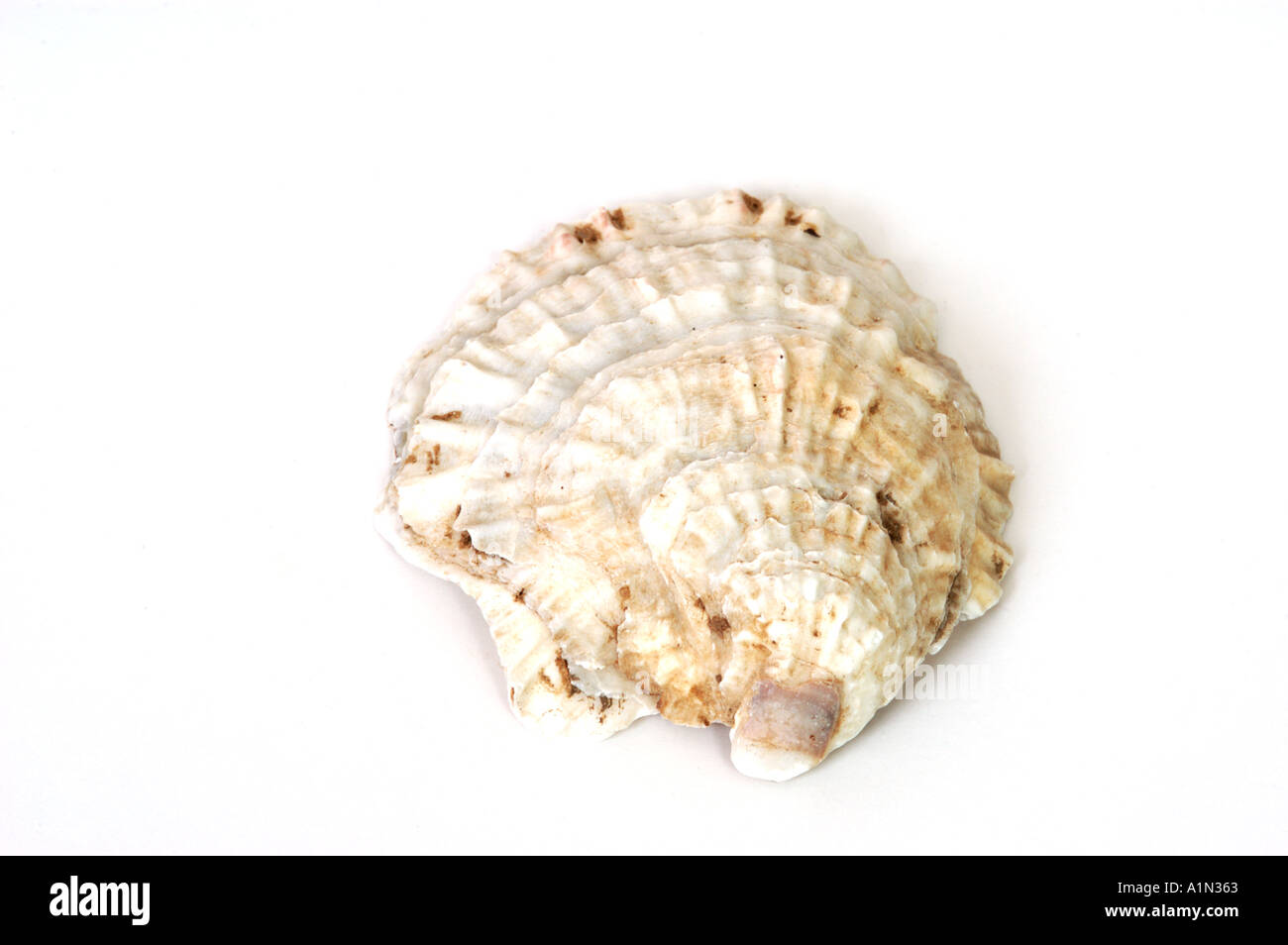 Stones and Shells Stock Photo - Alamy
