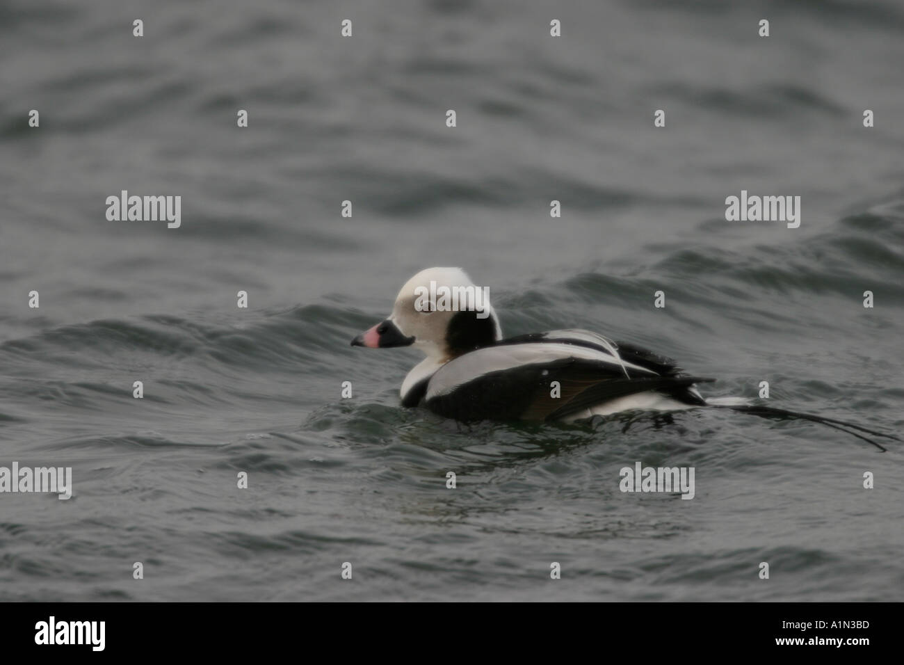 Old squaw hi-res stock photography and images - Alamy