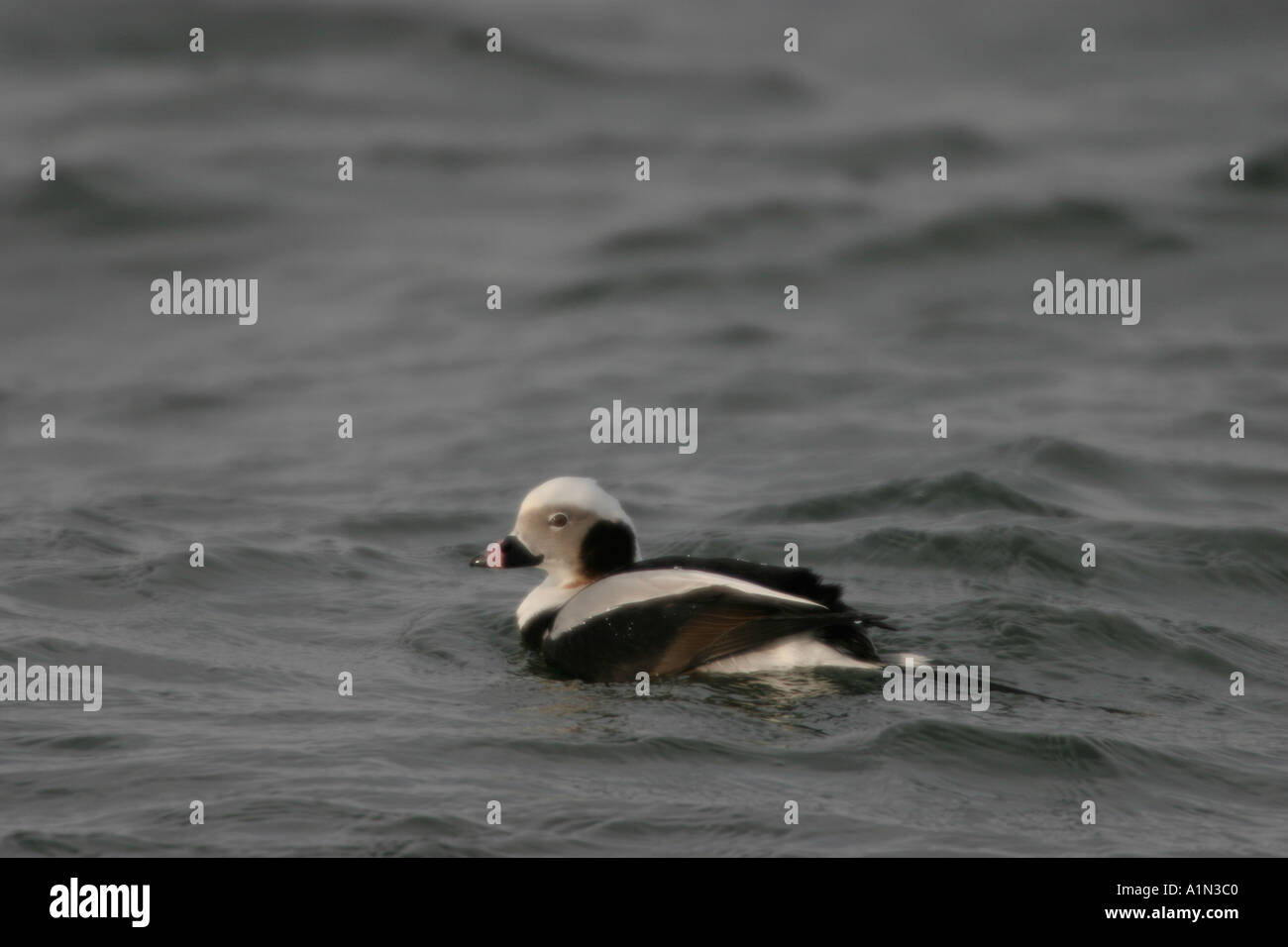 Longtail Duck formely known as an Old Squaw duck Clangula hyemalis Sea ...