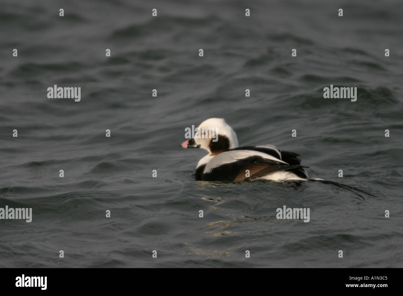 Longtail Duck formely known as an Old Squaw duck Clangula hyemalis Sea ...