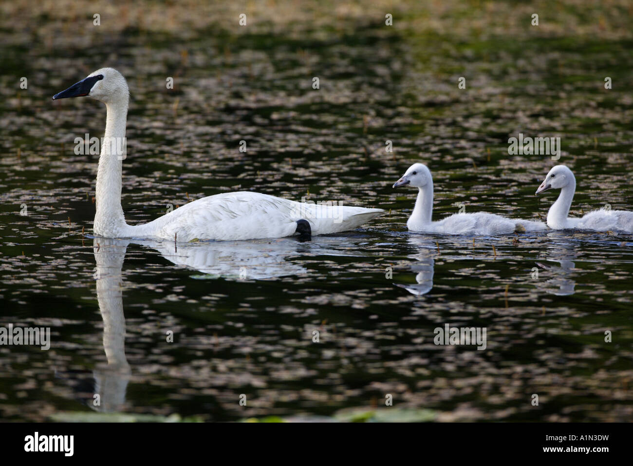 Trumpeter Swans with cygnets Copper River Delta Cordova Chugach ...
