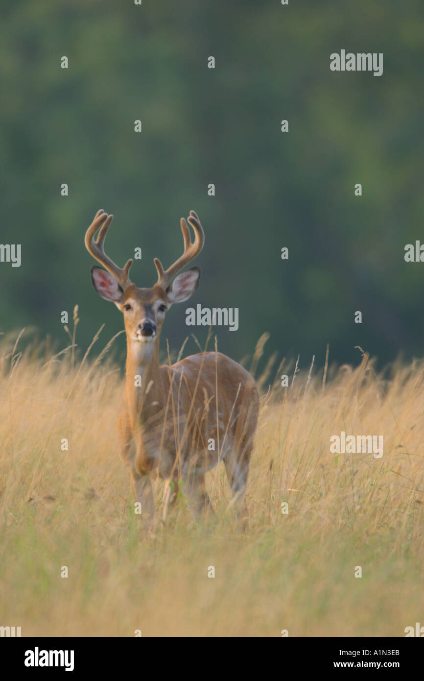 Pennsylvania deer hunt hi-res stock photography and images - Alamy