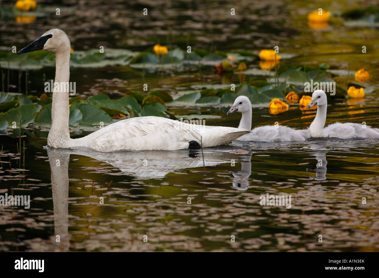 Trumpeter Swans with cygnets Copper River Delta Cordova Chugach ...