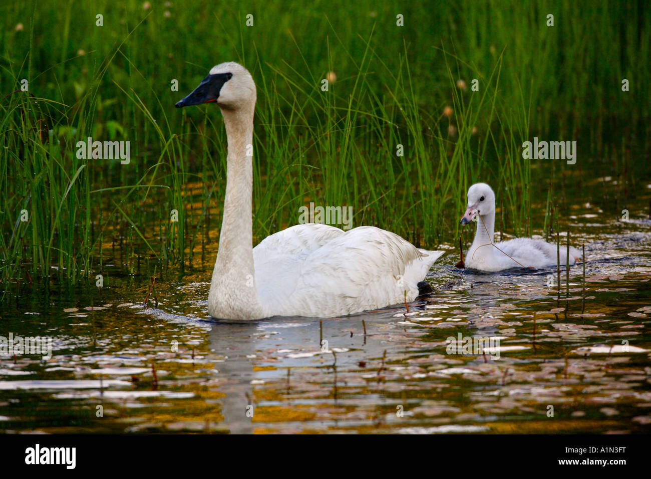 Trumpeter Swans with cygnets Copper River Delta Cordova Chugach ...