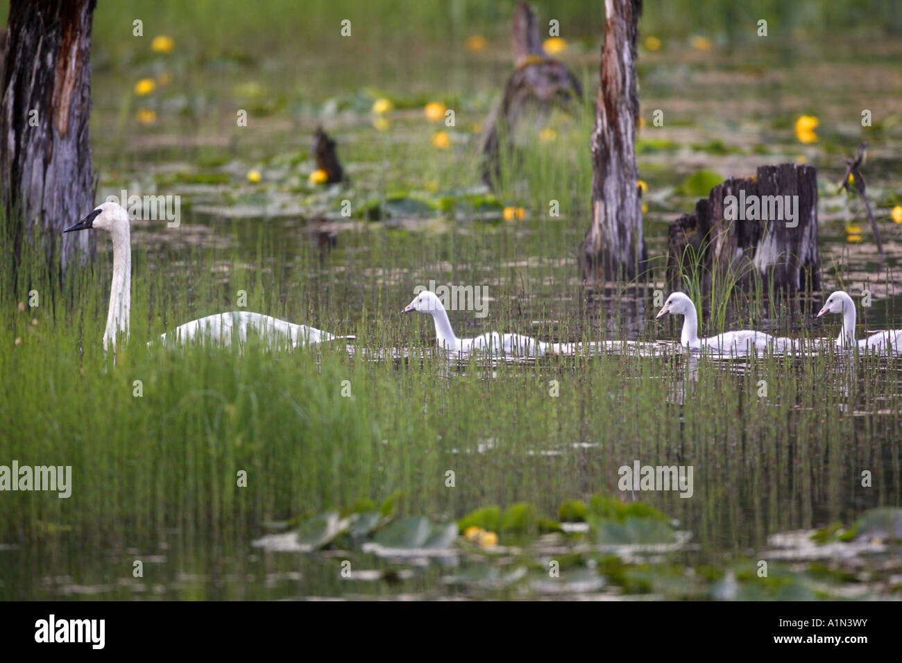 Trumpeter Swans with cygnets Copper River Delta Cordova Chugach ...