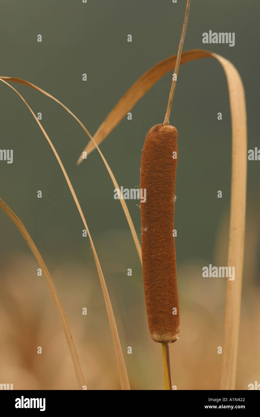 Broadleaf Cattail Found near water often in ditches and marshes and can ...