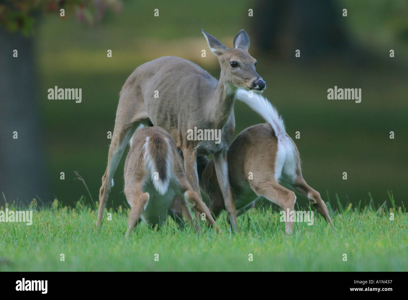 Whitetail deer in pennsylvania hi-res stock photography and images - Alamy