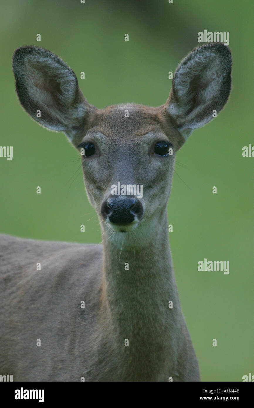 Whitetail deer Doe Stock Photo - Alamy