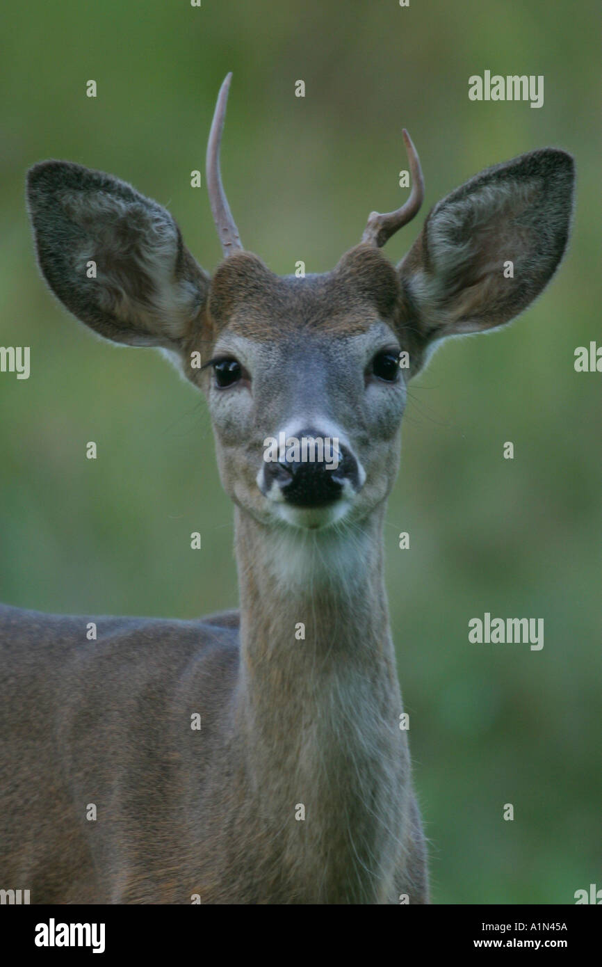 Pennsylvania deer hunt hi-res stock photography and images - Alamy