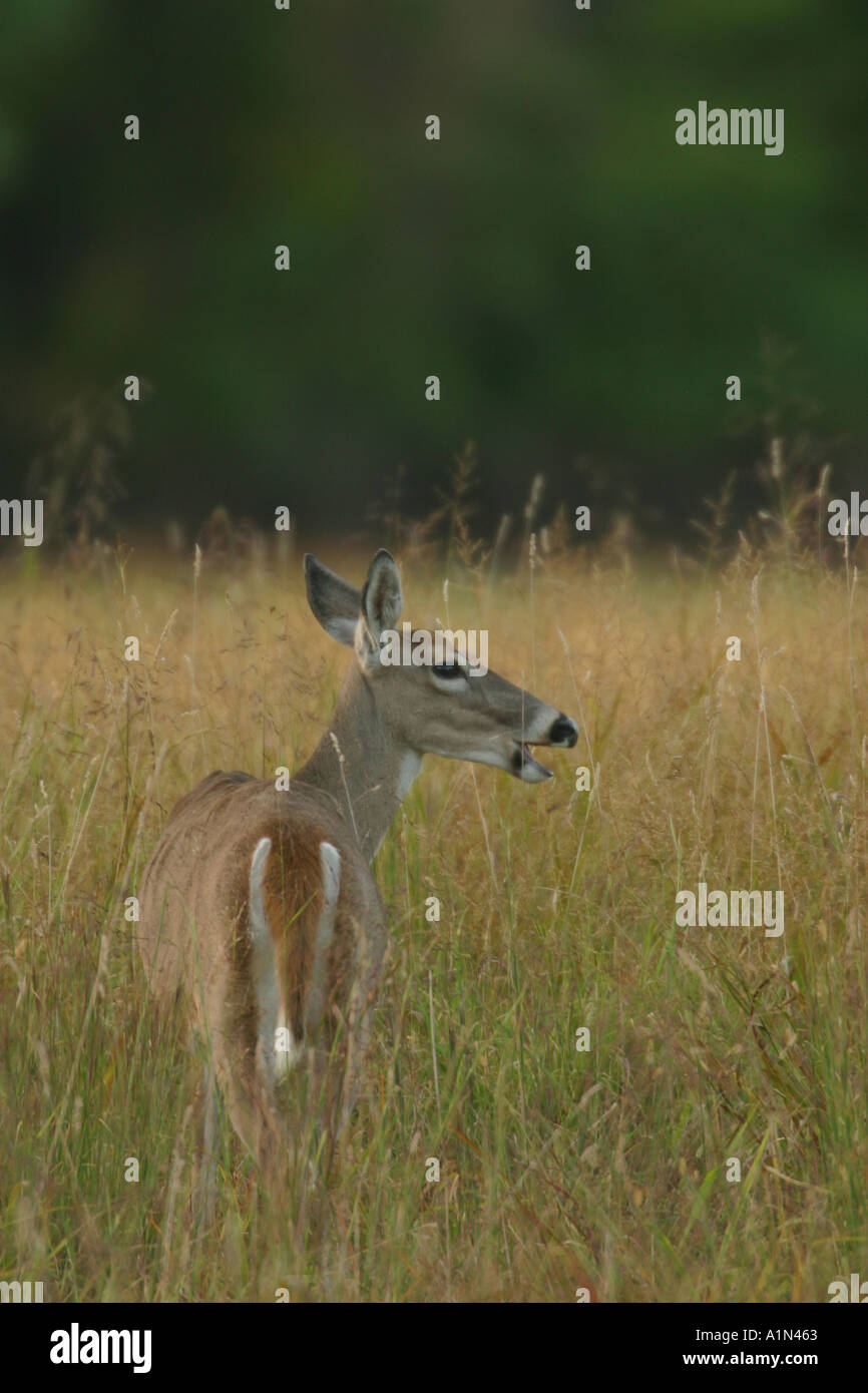 Pennsylvania doe hi-res stock photography and images - Alamy