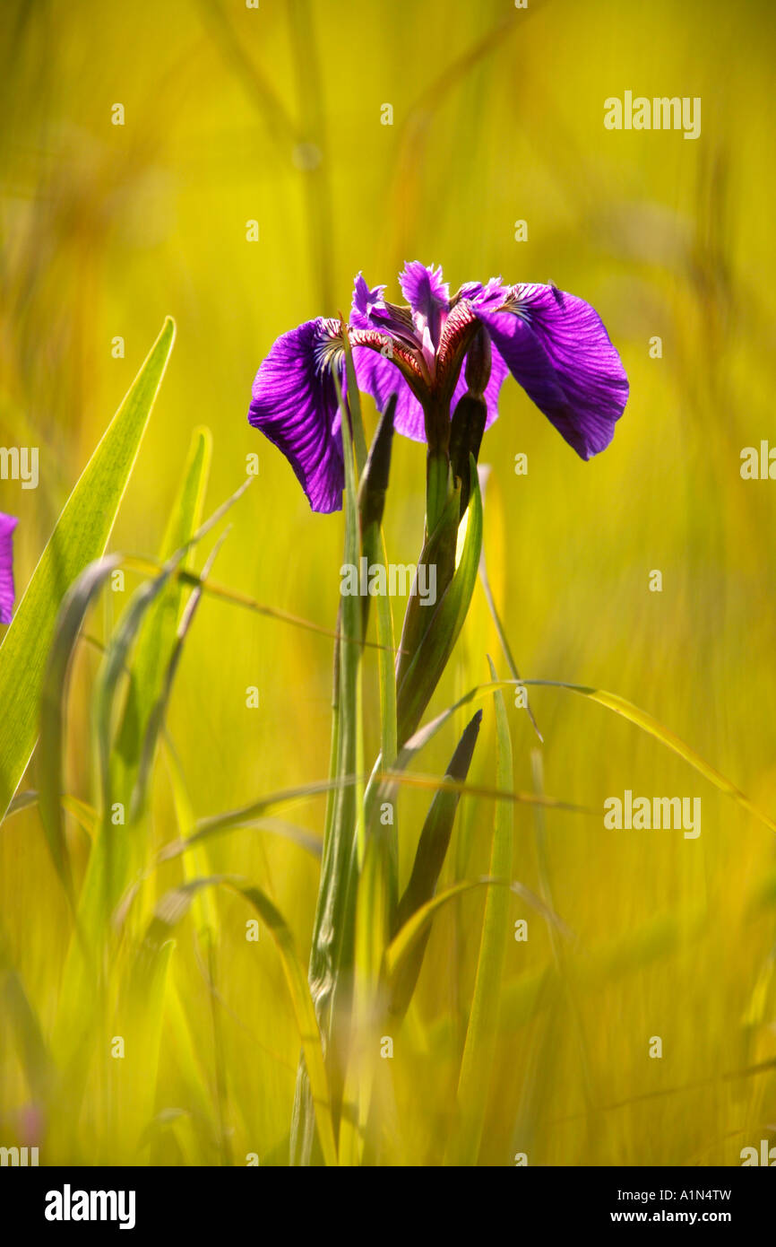 Iris setosa alaska hi-res stock photography and images - Alamy