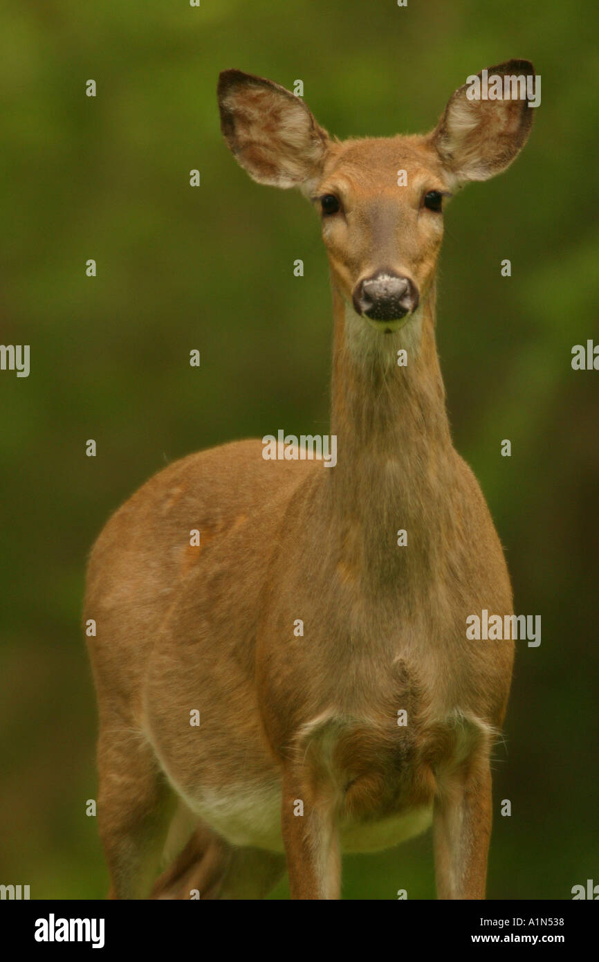 Pennsylvania doe hi-res stock photography and images - Alamy