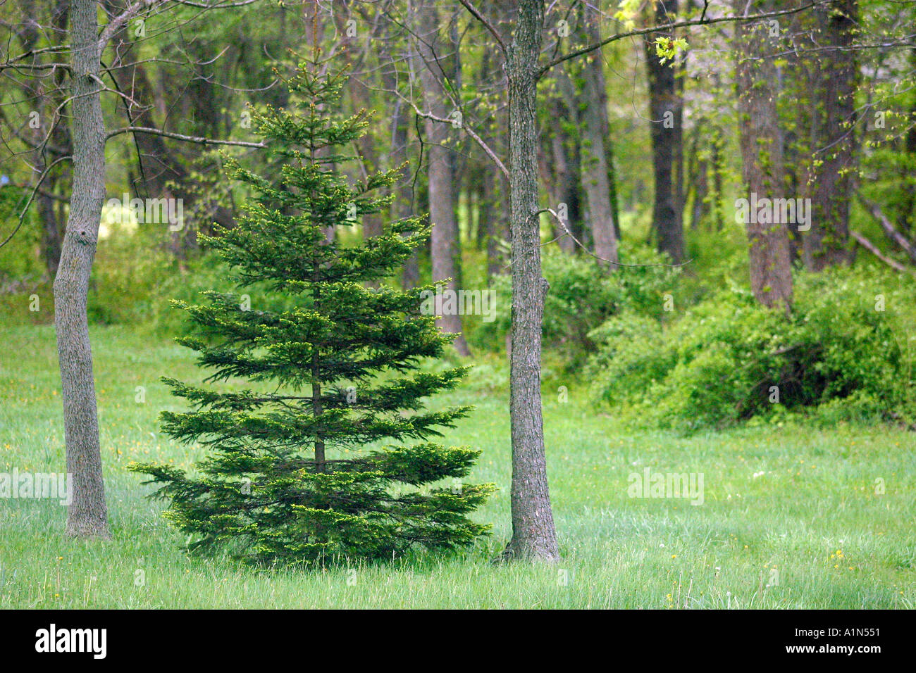 Deciduous and coniferous trees in eastern forest Stock Photo - Alamy