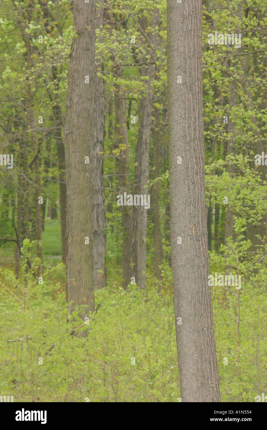 Trees in eastern forest Stock Photo - Alamy