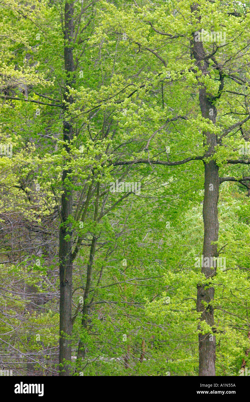 Trees in eastern forest Stock Photo - Alamy