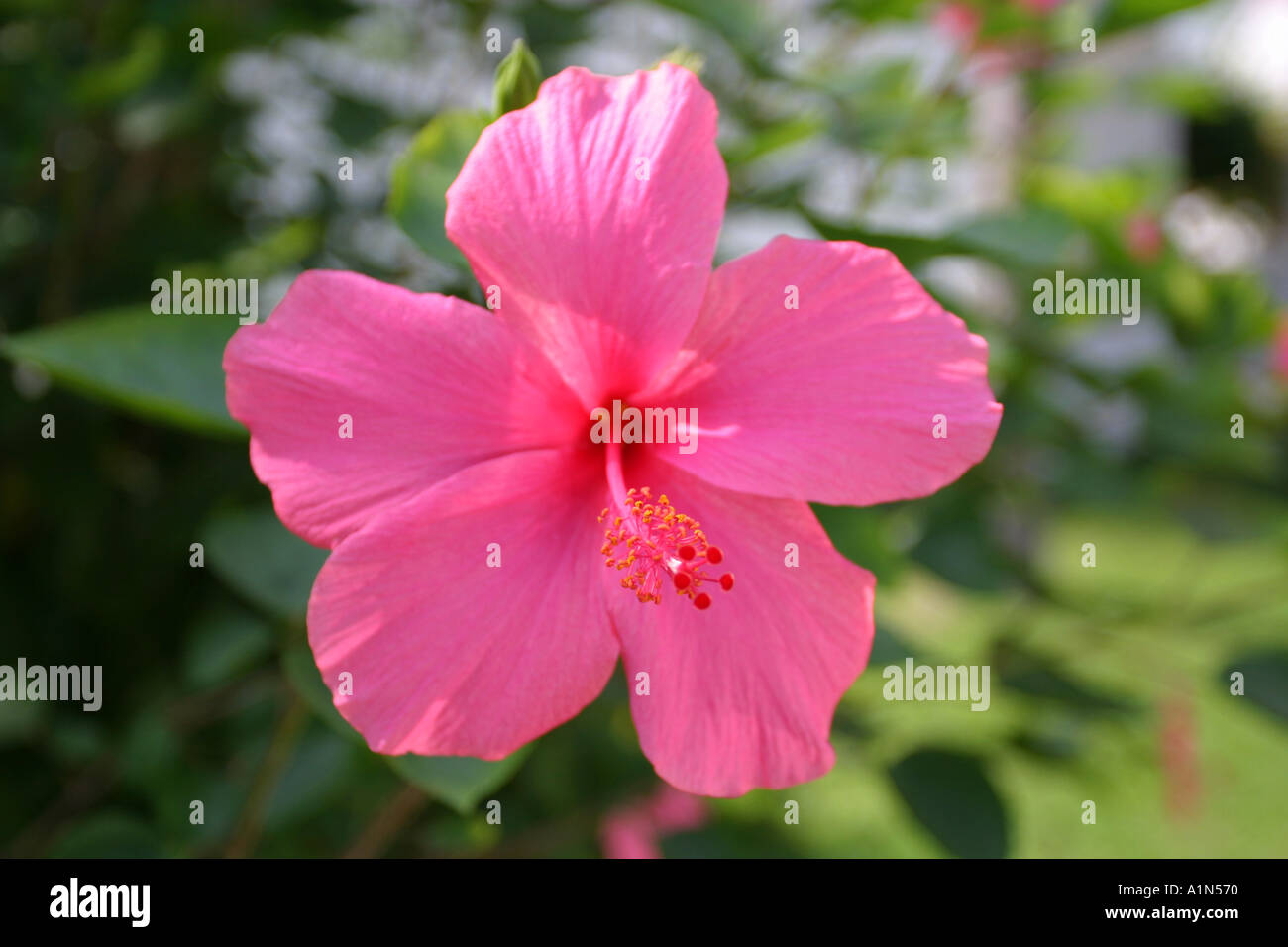 Pink Nerium Oleander Bunga Jepun tropical flower on Langkawi Island in ...