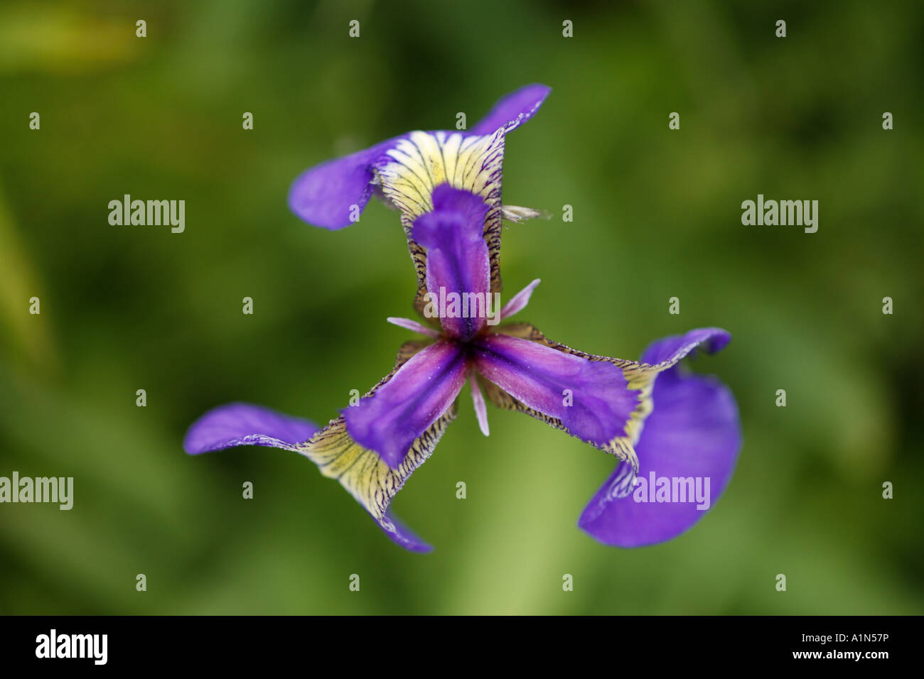 Wild Iris Kenai Peninsula Chugach National Forest Alaska Stock Photo ...