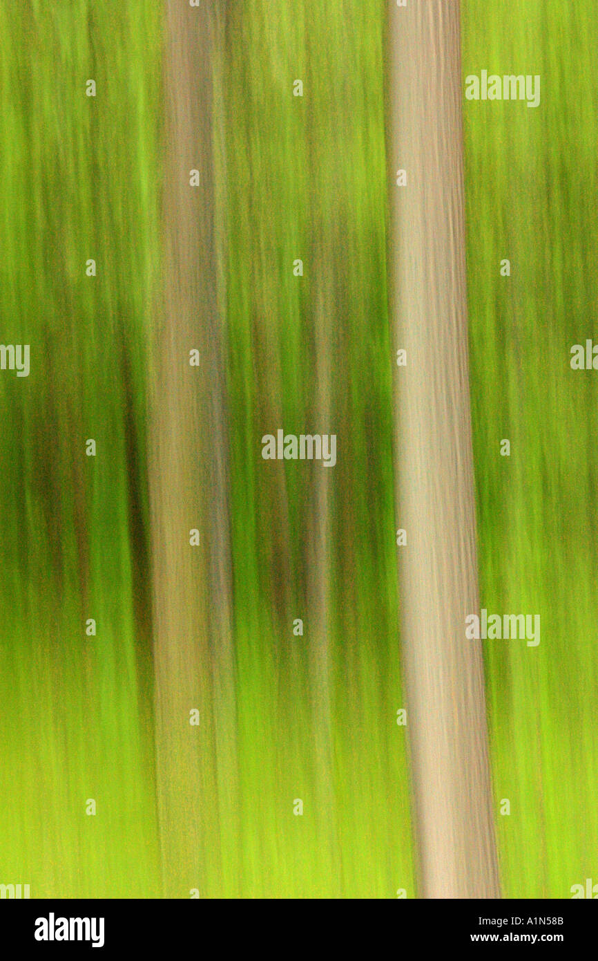 Trees in eastern forest Stock Photo - Alamy