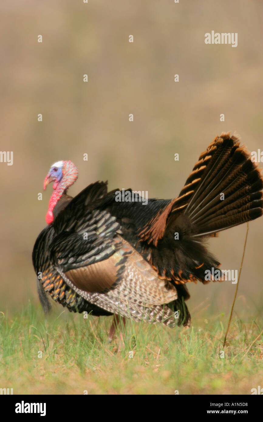 Male eastern wild turkeys hi-res stock photography and images - Alamy