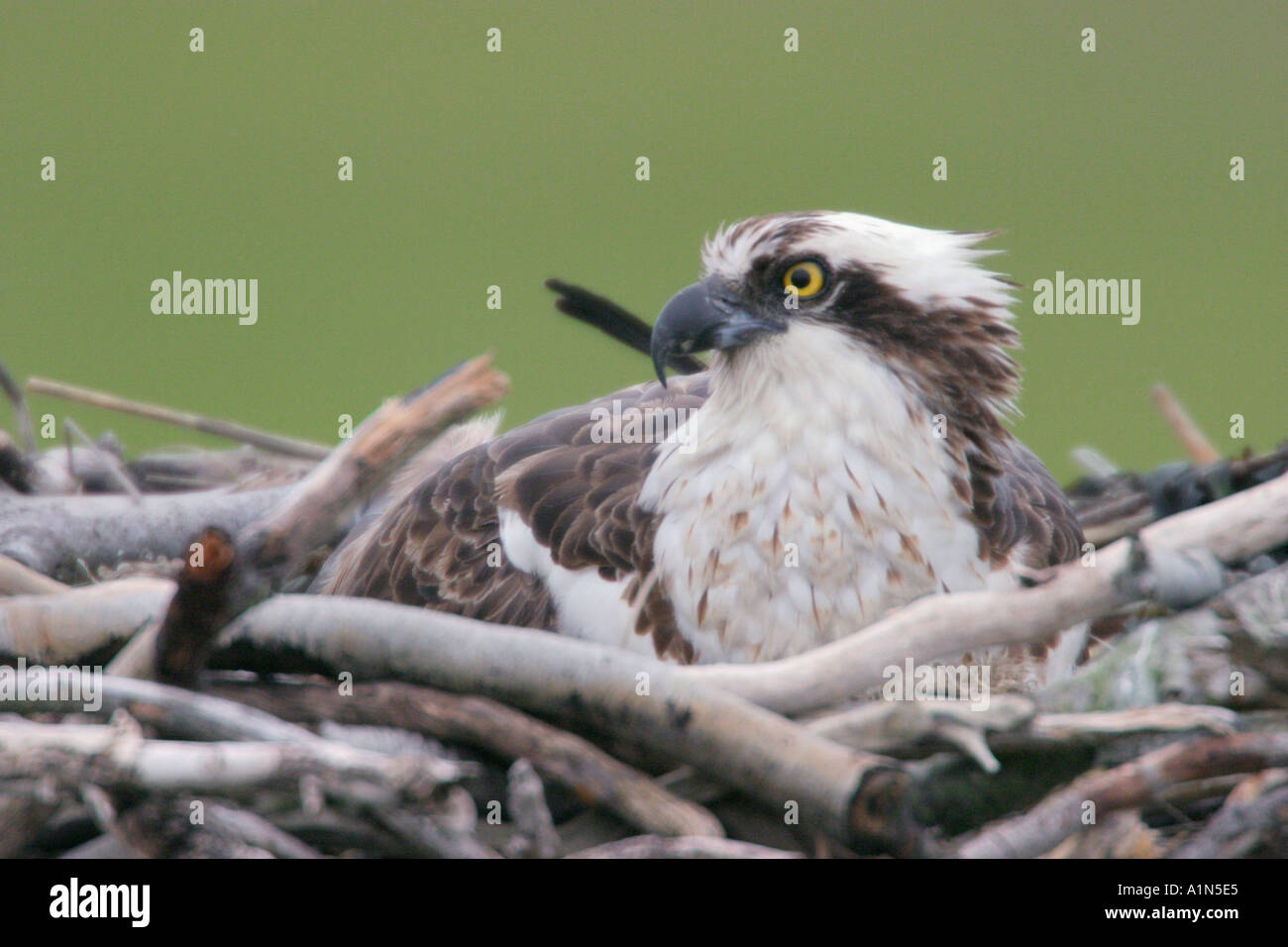 Osprey This large raptor feeds on fish by hovering over water then ...
