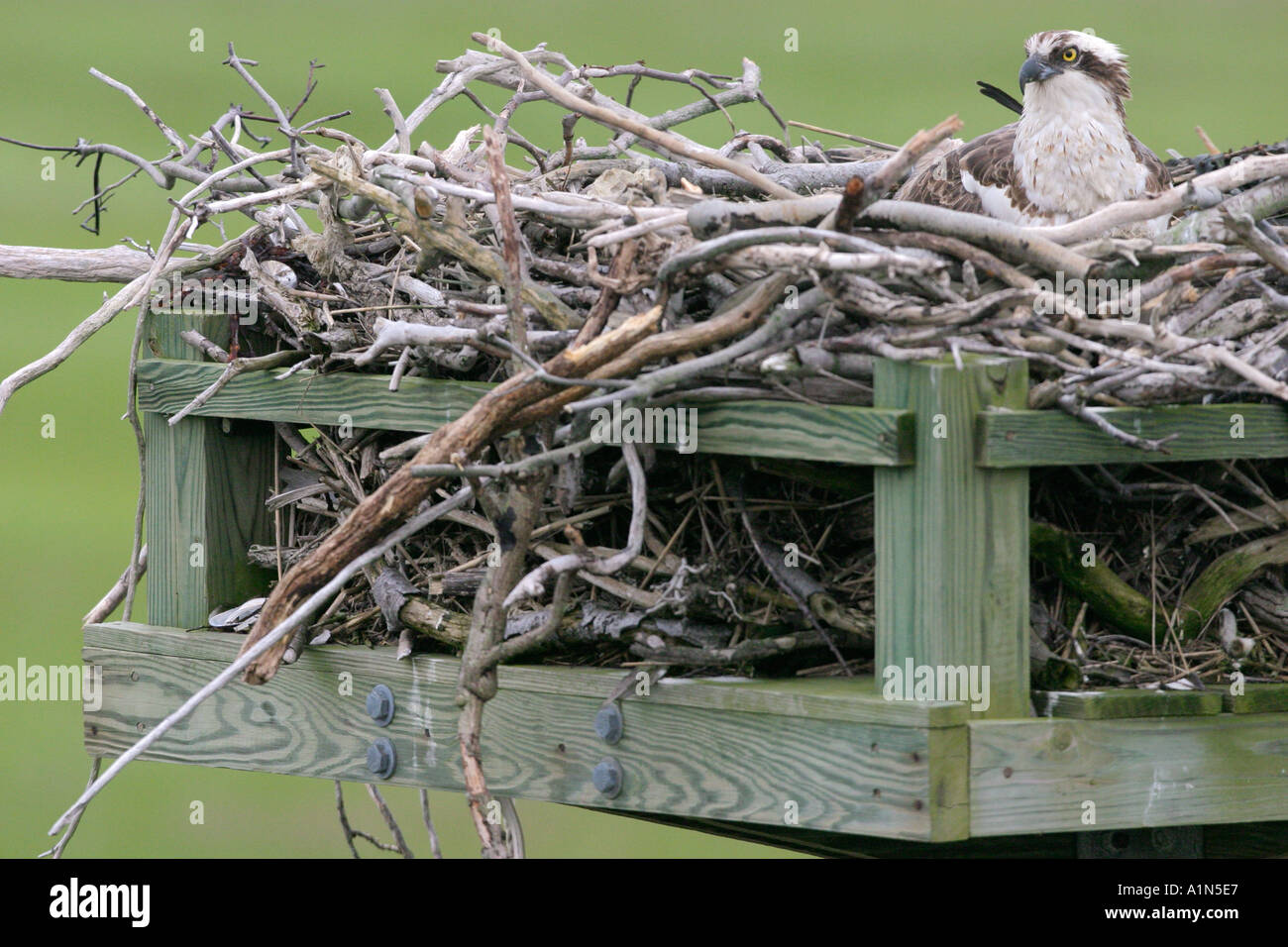 Osprey This large raptor feeds on fish by hovering over water then ...
