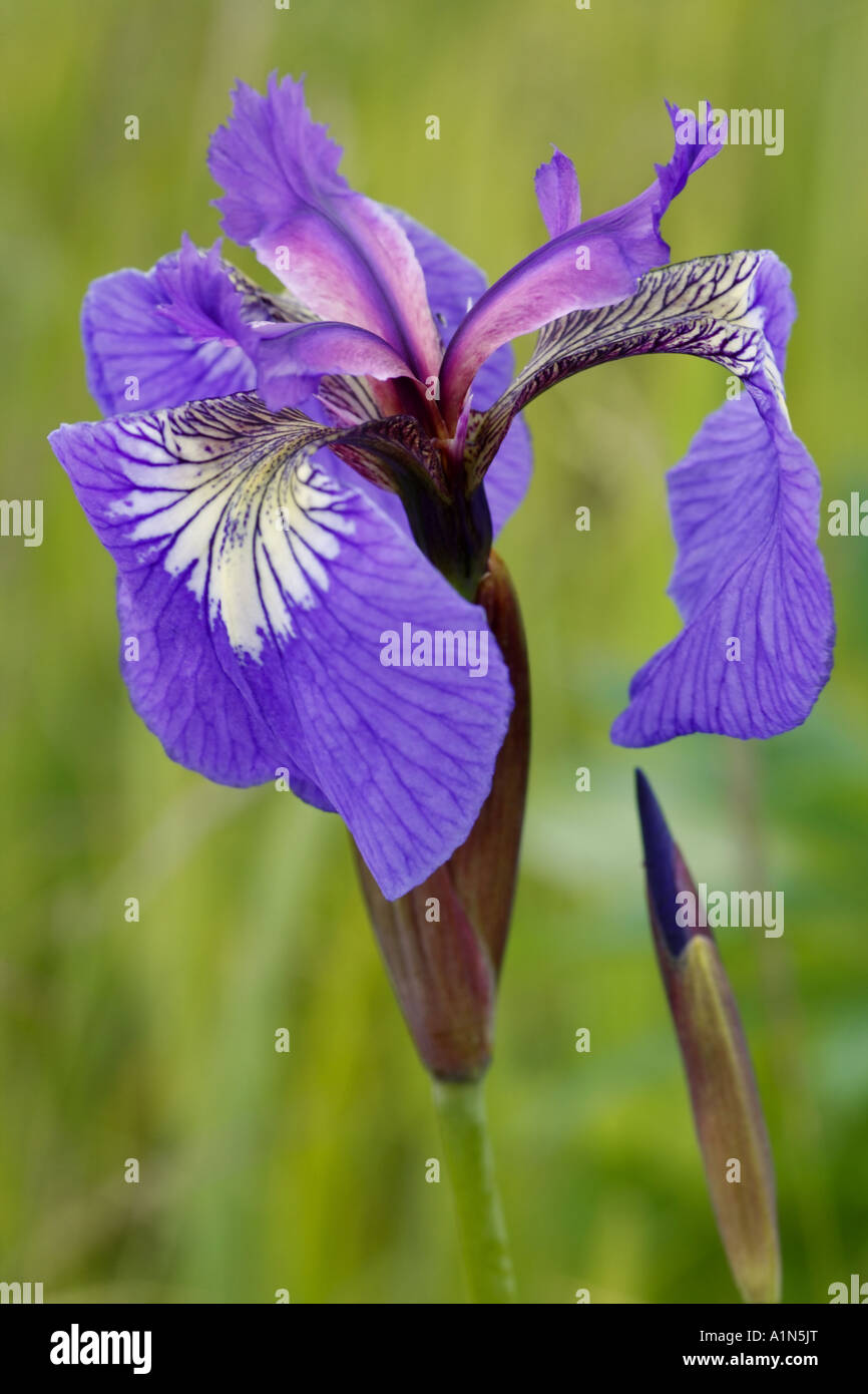 Iris setosa alaska hi-res stock photography and images - Alamy