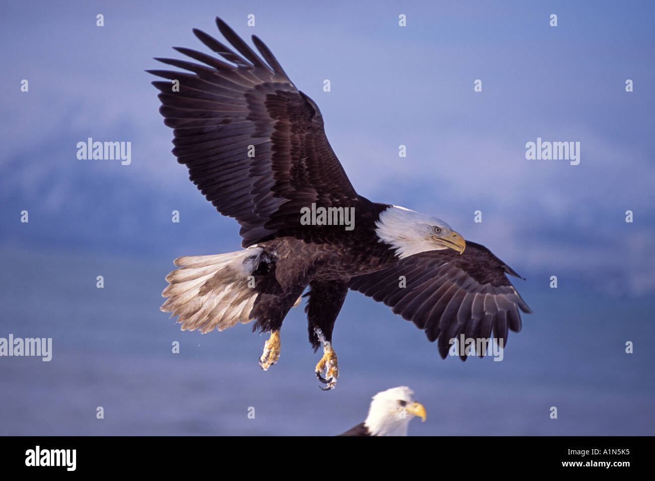 Adult bald eagle taking flight hi-res stock photography and images - Alamy