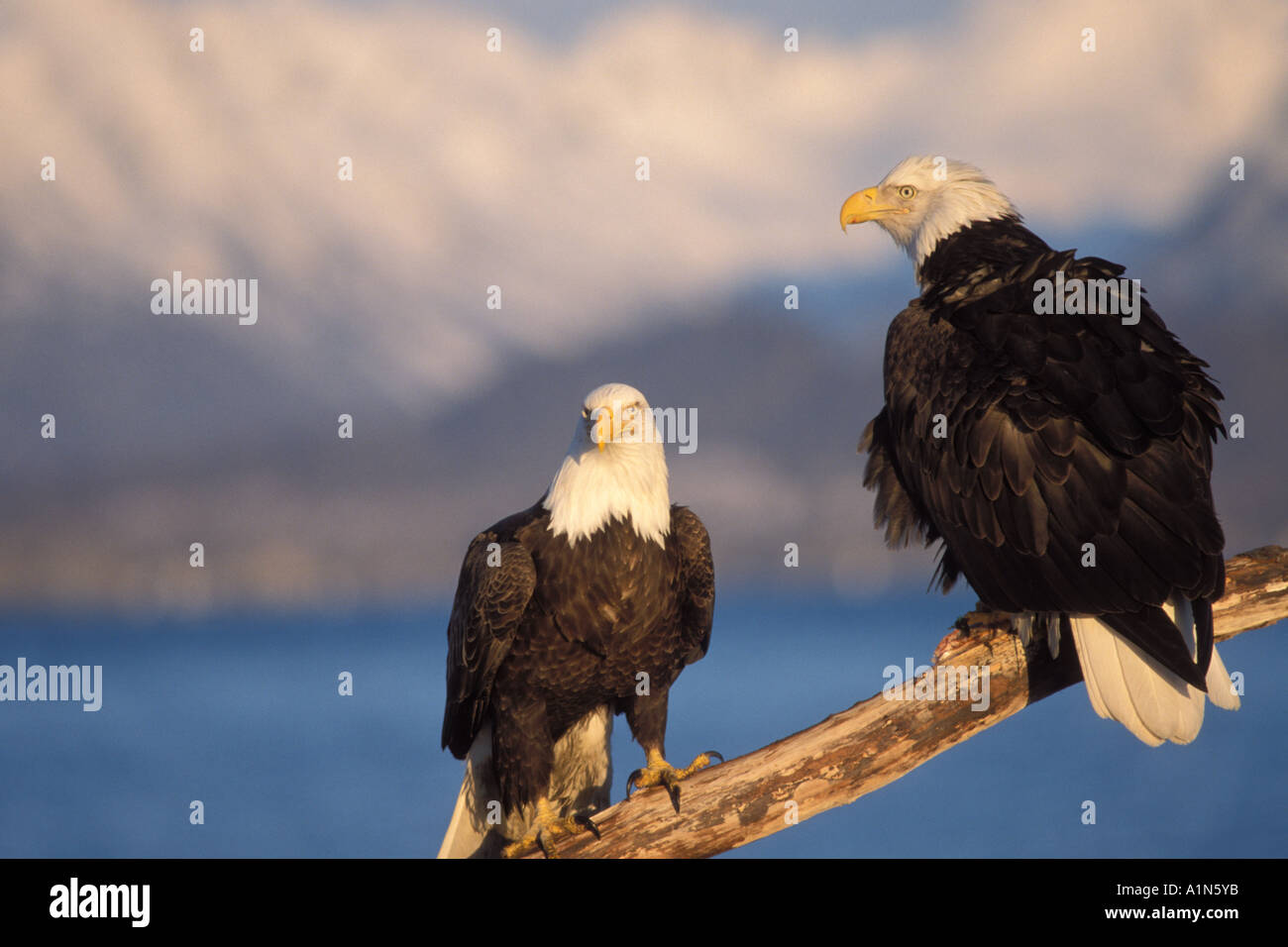 Two bald eagle on perch hi-res stock photography and images - Alamy