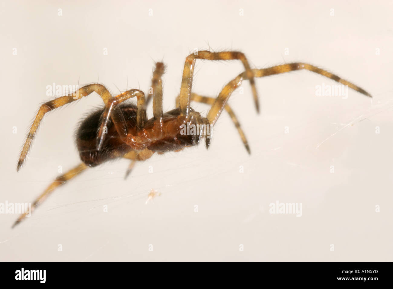 Baby house spider hi-res stock photography and images - Alamy