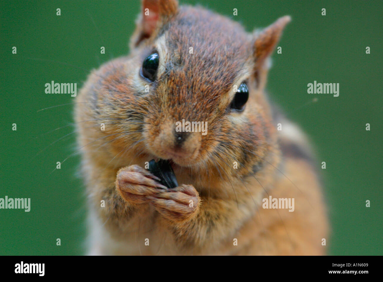 Among rodents hi-res stock photography and images - Alamy